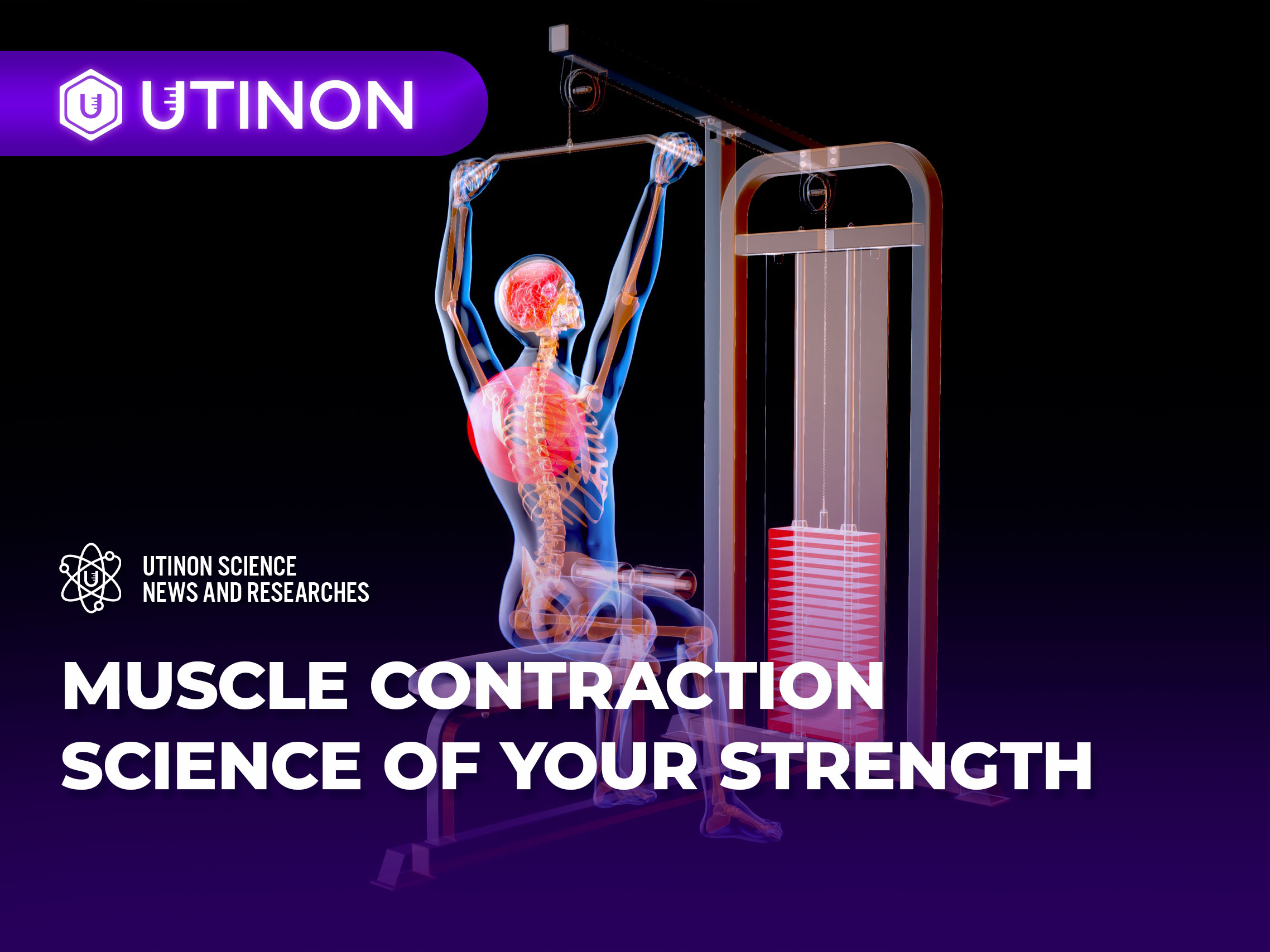 Muscle Contraction: The Science Behind Your Strength | UTINON ...