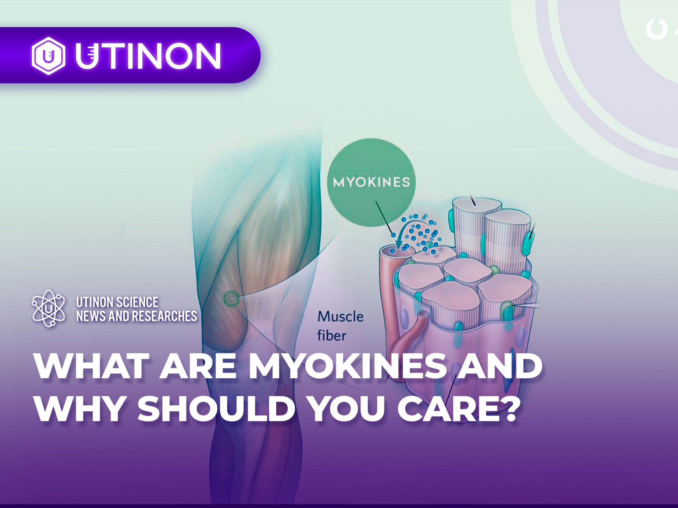 What Are Myokines and Why Should You Care? | UTINON Bodybuilding Lab
