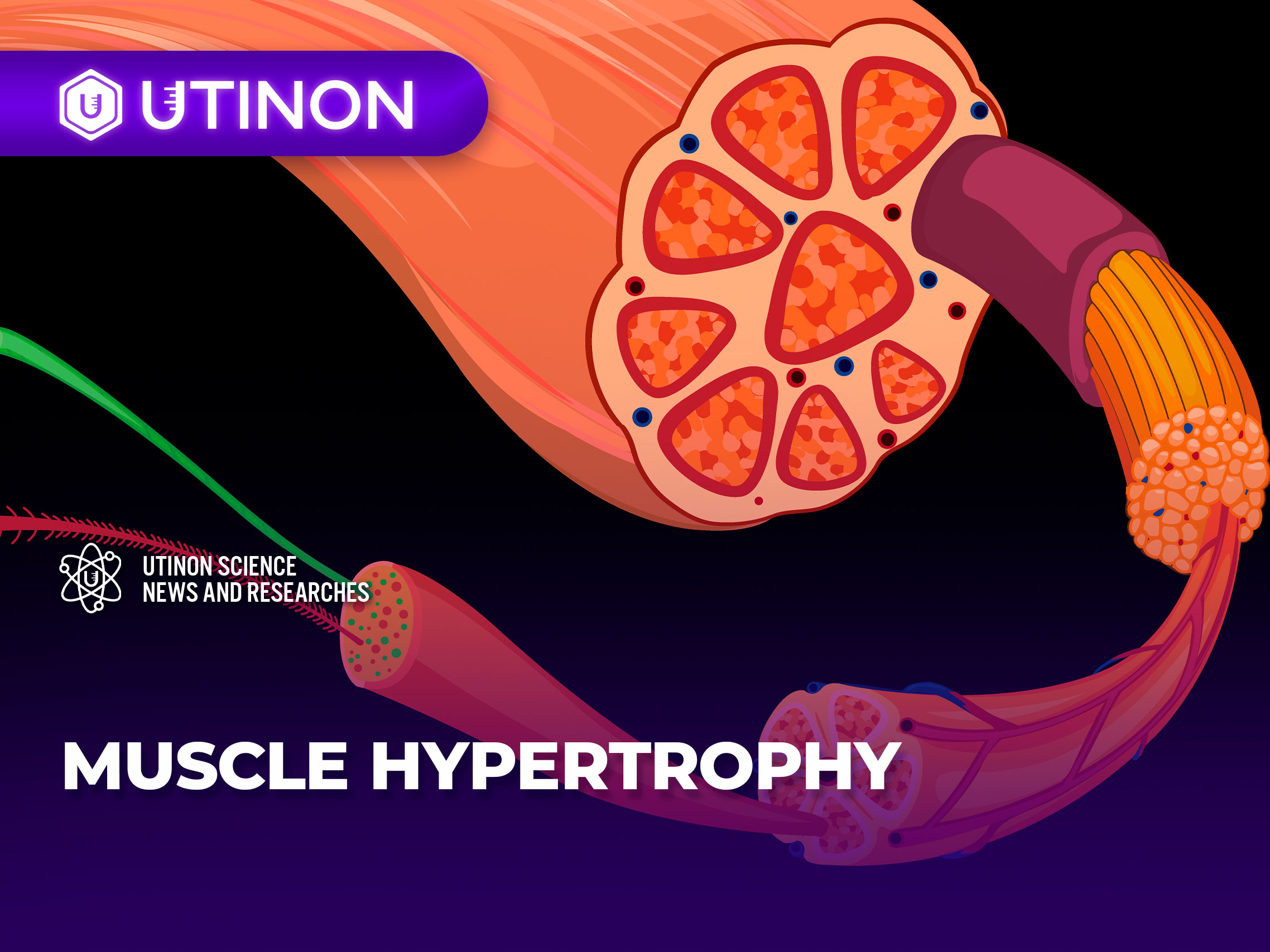 Muscle Hypertrophy Explained: Boost Growth with Science-Backed Training ...